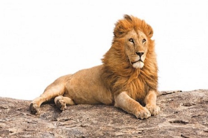 Viral Video: तेज हवाओं के बीच शांत बैठा दिखा ये खूबसूरत शेर, विश्व शेर ...