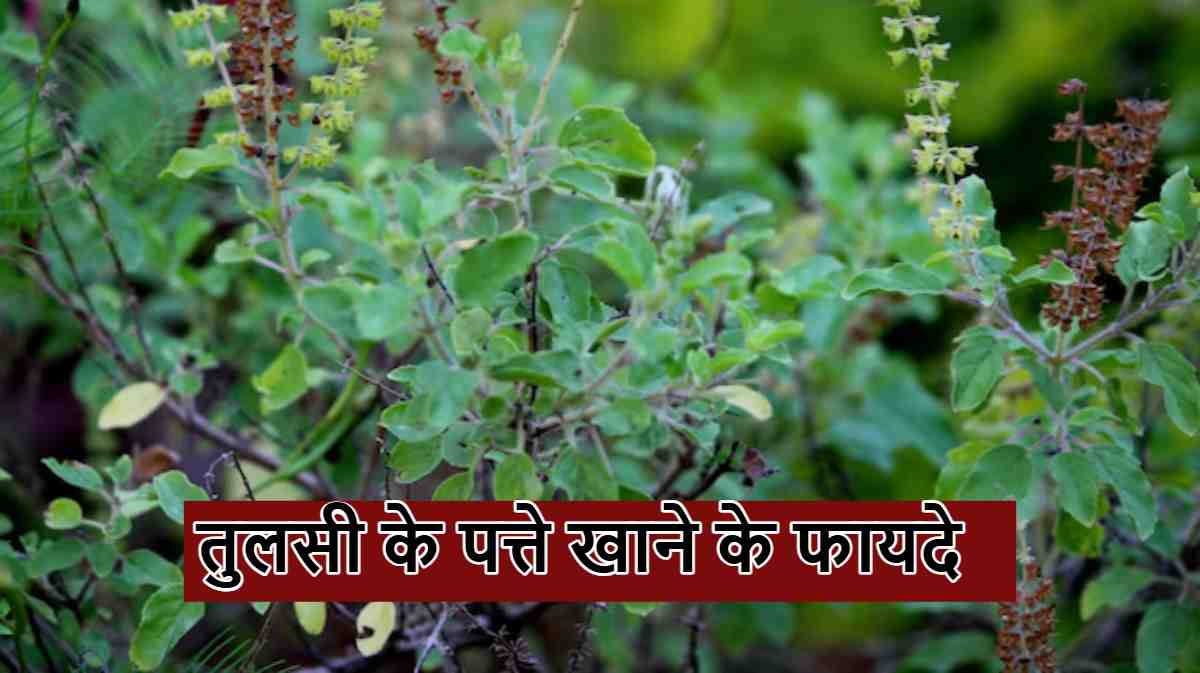 14 दिनों तक रोज खाली पेट तुलसी के पत्ते चबाने से क्या होगा? डॉक्टर हंसा ...