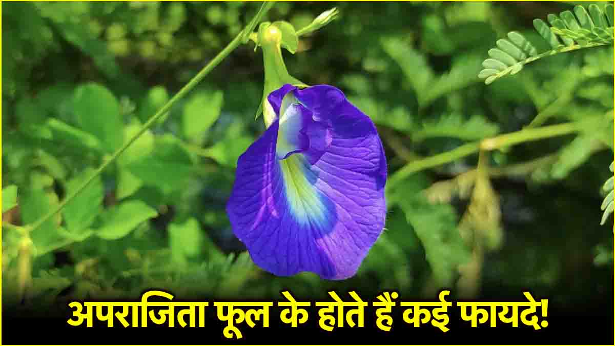Aparajita Flowers Benefits: अपराजिता फूल के हैं 3 गजब फायदे, ऐसे करें ...