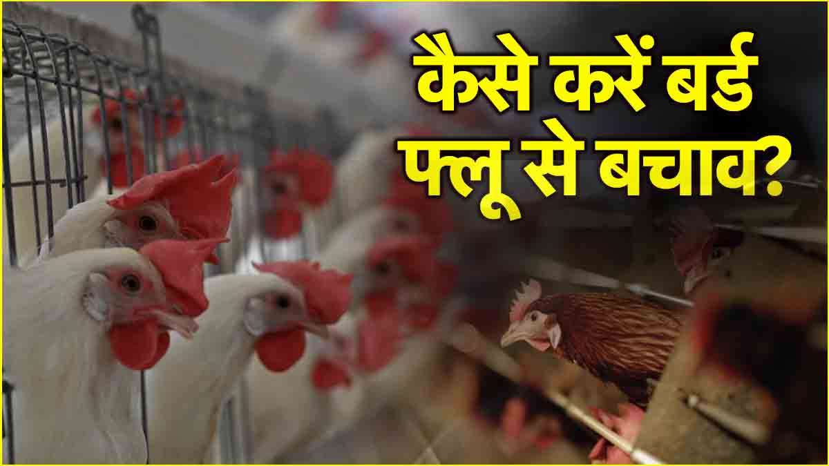 Bird Flu: चिकन-अंडे को पकाने का क्या है सही तरीका? महामारी को लेकर जारी ...