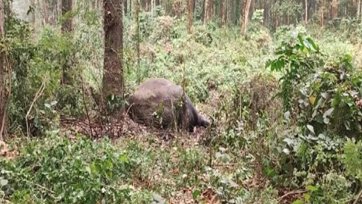 हाथियों के बीच हुआ युद्ध, एक की मौत; वन विभाग ने बताया क्यों हुई लड़ाई ...