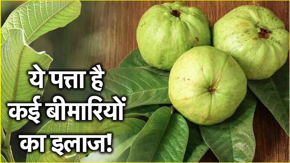 Guava Leaves Benefits: हफ्ते में 3 बार चबाएं ये खास पत्ता! मिलेंगे गजब ...