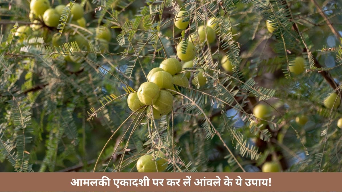 जीवन की हर समस्या से मुक्ति दिलाएंगे आंवले के ये अचूक उपाय! - What are ...