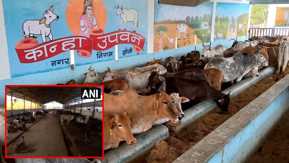 UP News: मुरादाबाद नगर निगम की पहली कान्हा गौशाला बनी आत्मनिर्भर, जानें ...