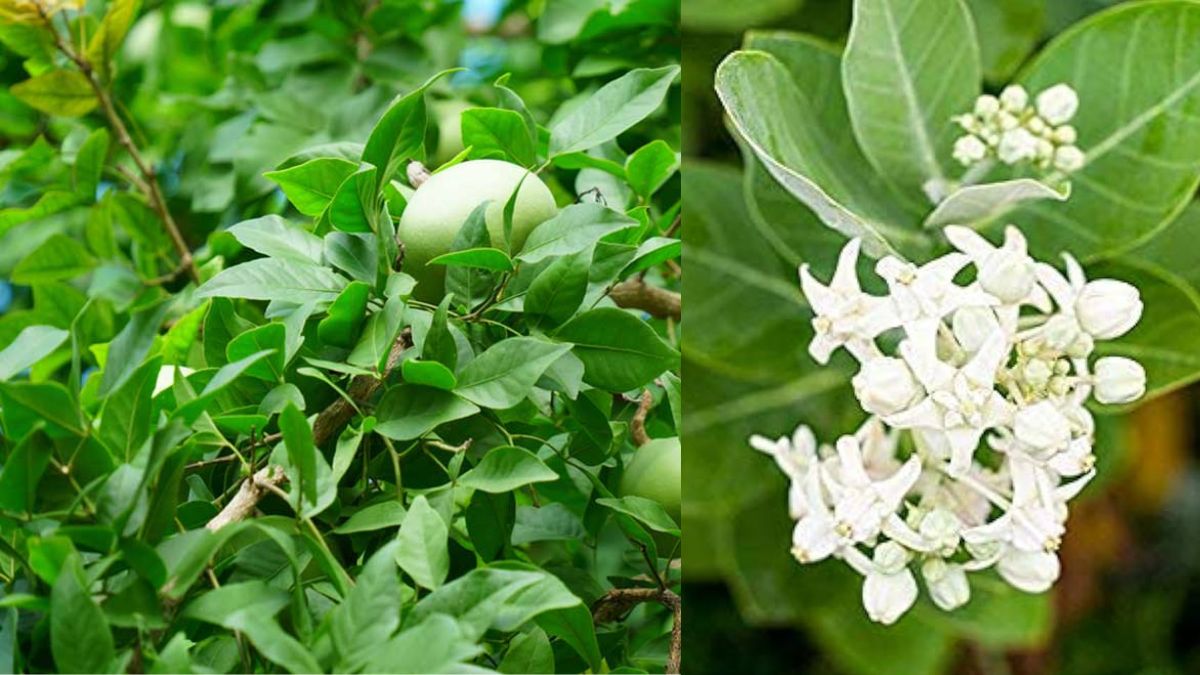 सावन में लगा लें ये 5 पौधे, पैसों से भर जाएगा घर - Best Trees to Plant ...