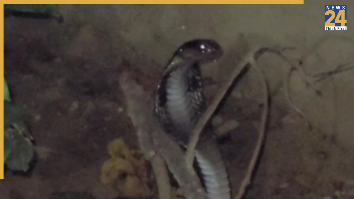 ग्रेटर नोएडा वेस्ट की निराला एस्पायर सोसायटी में दिखा कोबरा, अफरा-तफरी ...