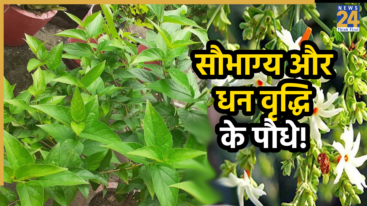 Agahan Month Upay: अगहन मास में लगाएं ये 5 शुभ पौधे, घर से कभी नहीं ...