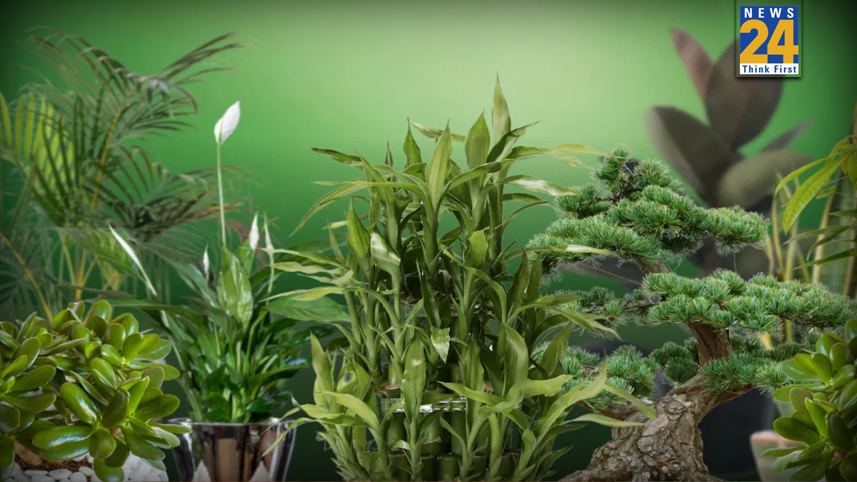 Plant Vastu Tips: मनी प्लांट से भी अधिक शुभ माना जाता है ये पौधा, लगाने ...