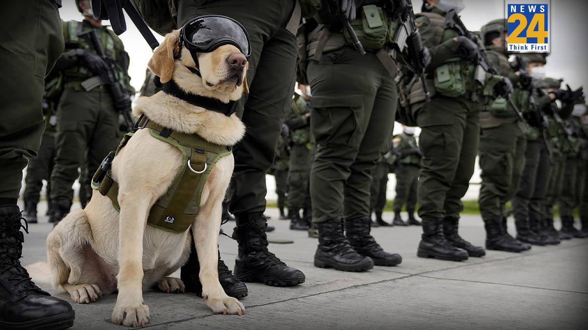 4 पैर, हार्ड ट्रेनिंग, आंखों पर स्पेशल ग्लास... क्या है आर्मी की K-9 ...