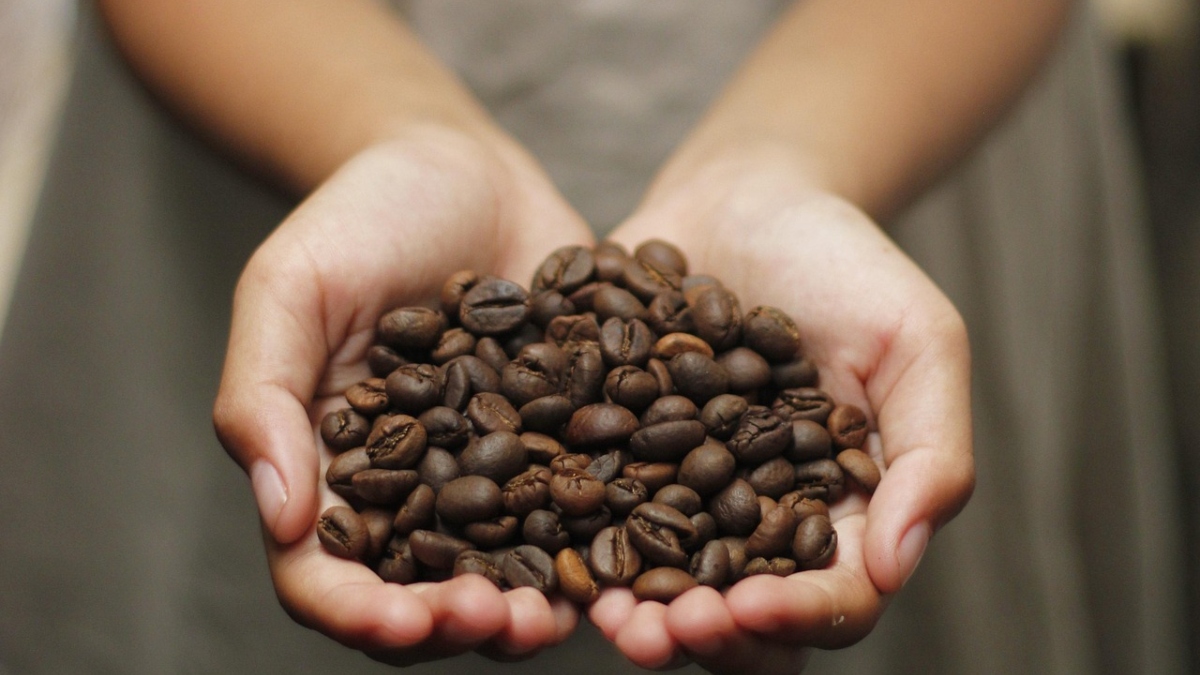 किसी पौधे से नहीं, बल्कि इस जानवर के मल से बनती है दुनिया की सबसे महंगी ...