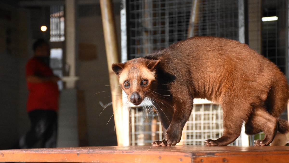 किसी पौधे से नहीं, बल्कि इस जानवर के मल से बनती है दुनिया की सबसे महंगी ...