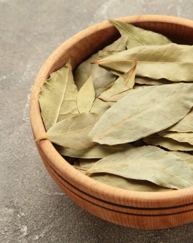 तेज पत्ता मोजे में डालकर क्यों सोते थे लोग? वायरल रेमेडी से शरीर में ...